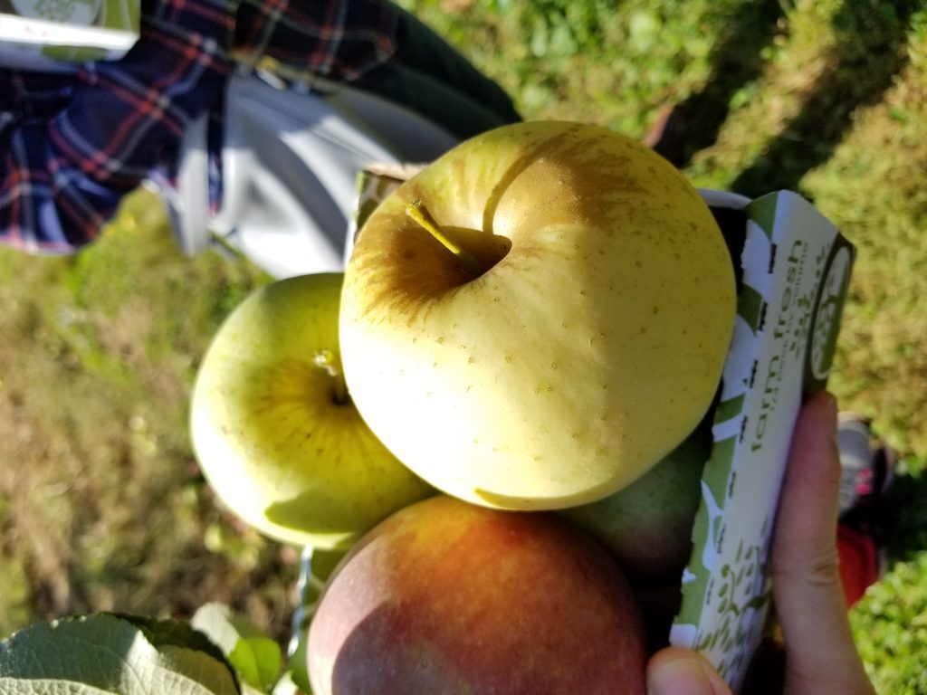 #GirlsTrip - Apple Picking at Linvilla Orchards | From Pineapples
