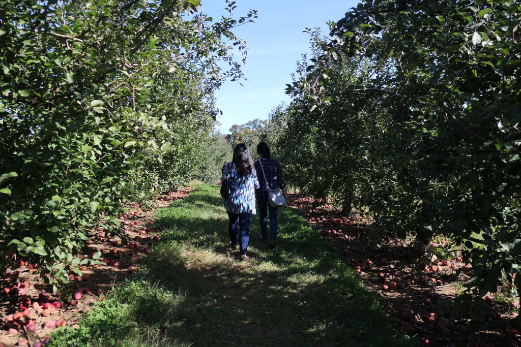 #GirlsTrip - Apple Picking at Linvilla Orchards | From Pineapples